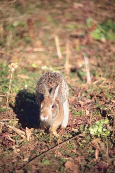 How To Get A Bunny Out Of My Garage Hunker