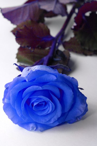 How To Dye White Roses Blue Hunker how-to-dye-white-roses-blue-hunker