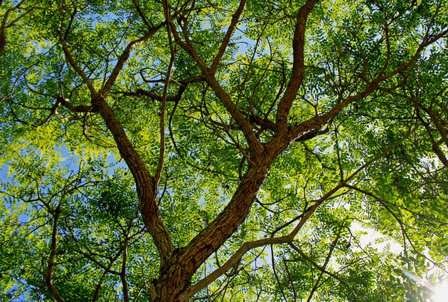 What Is a Rosewood Tree? | Hunker
