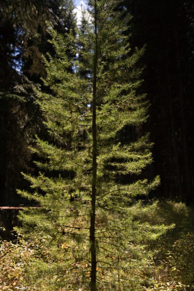 Pine Tree Diameter Vs. Age | Hunker Pine Tree Diameter Vs. Age | Hunker
