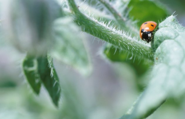 Types Of Plant Eating Insects Hunker