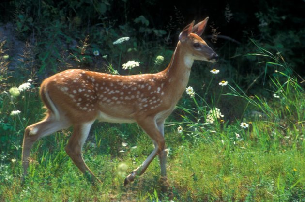 How Soon Do Male Deer Grow Antlers Hunker