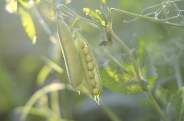 Why Do Germinating Peas Undergo Cellular Respiration? | Hunker Why Do Germinating Peas Undergo Cellular Respiration? | Hunker