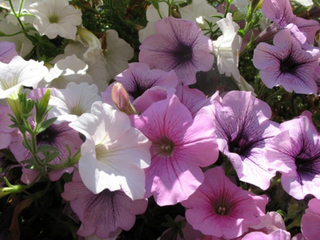 Interdependence Between Plants & Animals | Hunker Interdependence Between Plants & Animals | Hunker