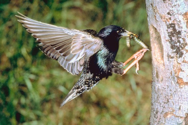 What Are The Worms Hanging From The Trees Hunker