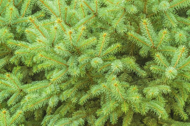 What Is the Difference Between Douglas Fir & Frasier Fir Trees? | Hunker What Is the Difference Between Douglas Fir & Frasier Fir Trees? | Hunker