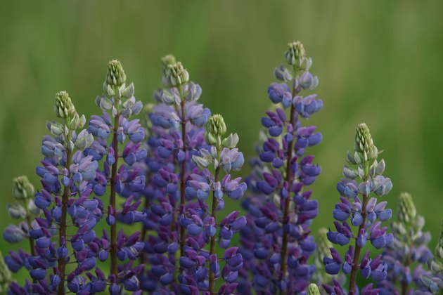 Examples Of Annual Plants Hunker