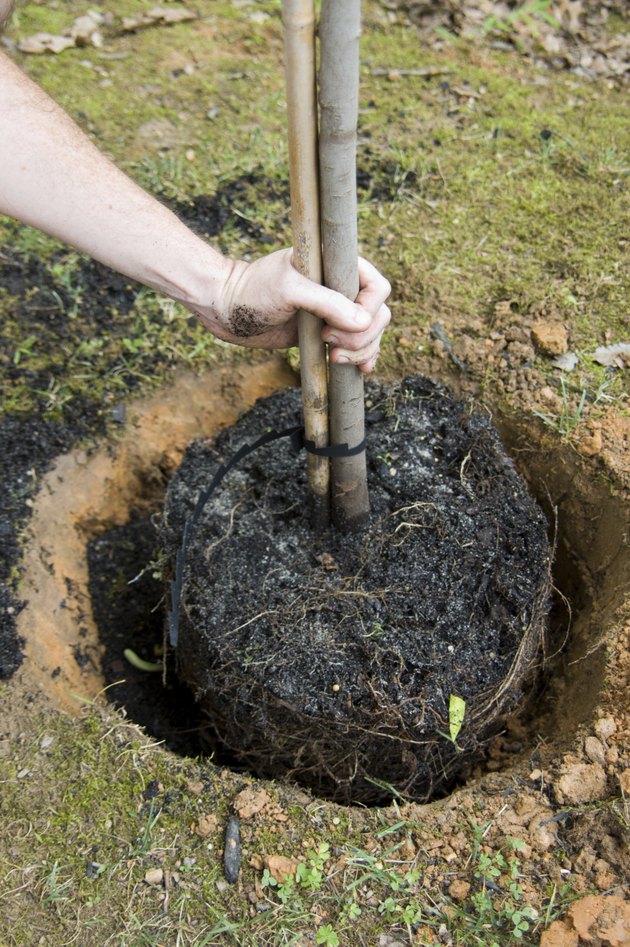 how-to-make-your-own-tree-guards-hunker