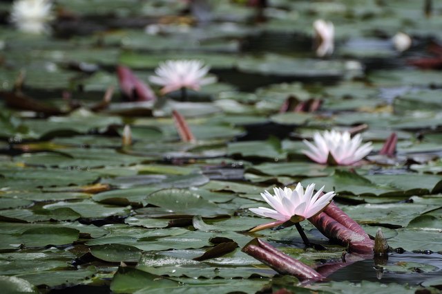 Aquatic & Terrestrial Plants | Hunker Aquatic & Terrestrial Plants | Hunker