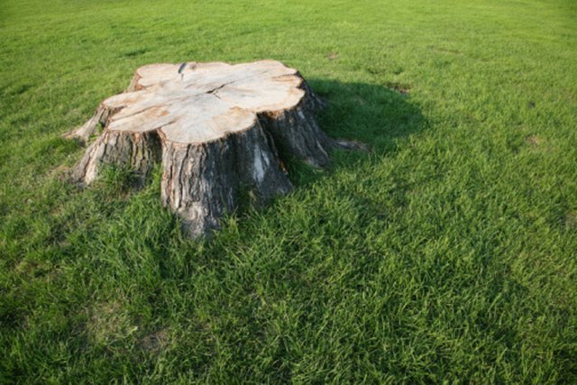 How To Hollow Out A Stump Hunker