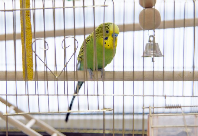 How To Kill Bird Mites Hunker