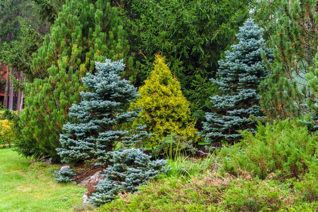 Spruce vs. Pine vs. Fir Wood | Hunker Spruce vs. Pine vs. Fir Wood | Hunker