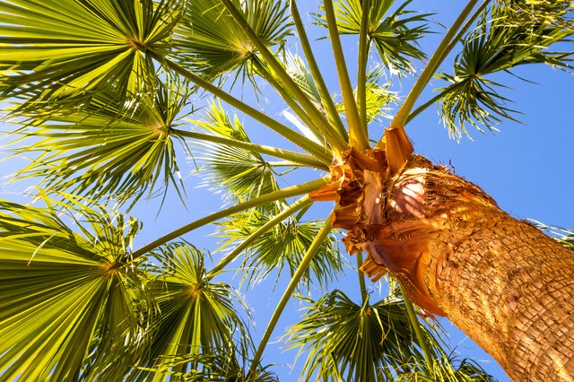 How To Make A Palm Tree Smooth Hunker how-to-make-a-palm-tree-smooth-hunker