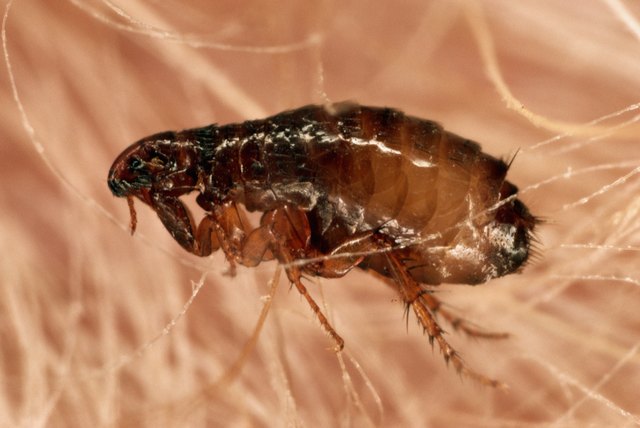 How To Get Rid Of Fleas Without Using A Bug Bomb Hunker
