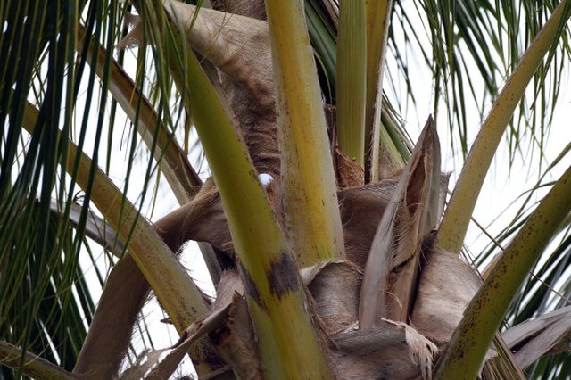 How To Kill Scale On Palm Trees Hunker
