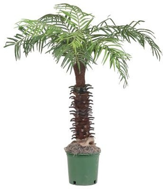 How Fast Does A Palm Tree Grow Hunker