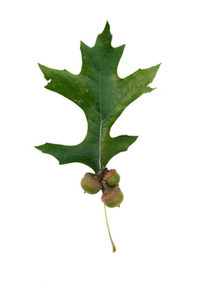How To Identify Oak Trees By Bark Hunker