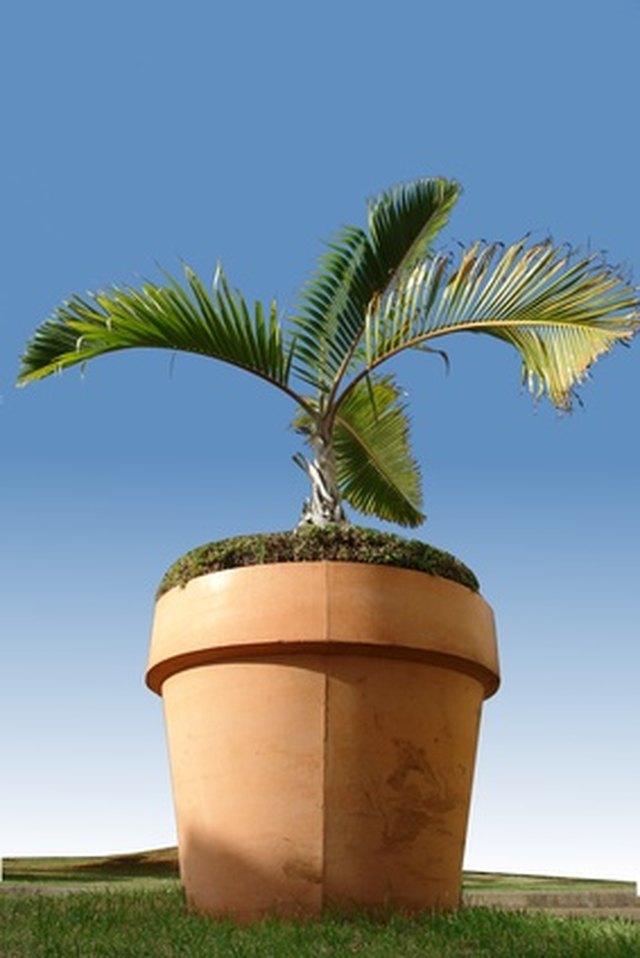 How To Trim Indoor Palm Trees Hunker