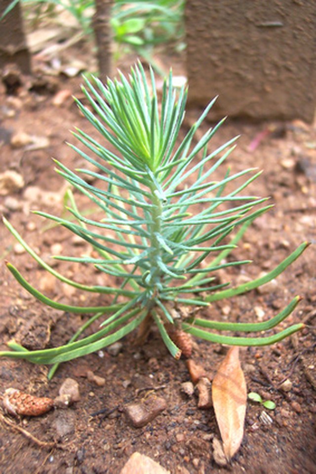 What Is The Time Of The Year To Plant Pine Trees Hunker