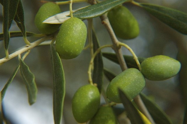 How To Grow Olive Trees In Pots Hunker