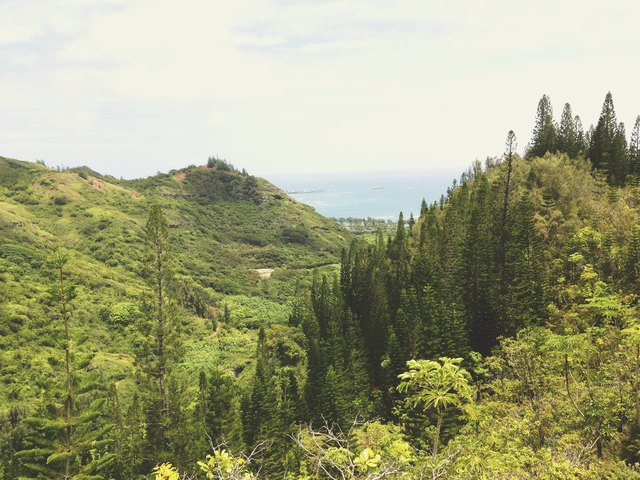 Pine Trees In Hawaii Hunker