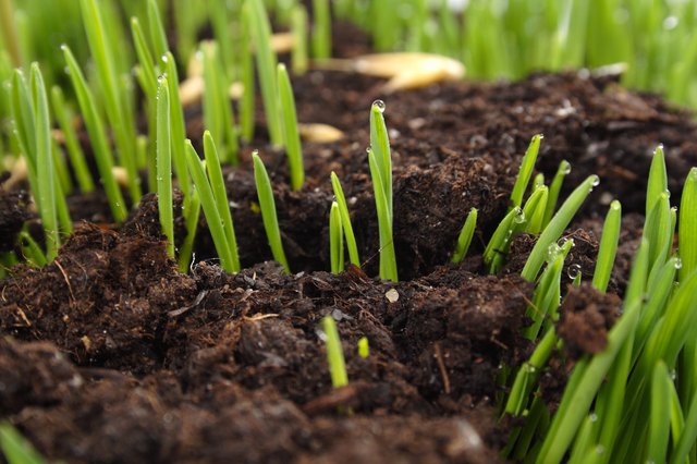 What To Cover New Grass Seed With Hunker