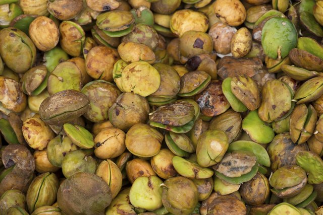 What Are The Functions Of Seeds In A Plant Hunker